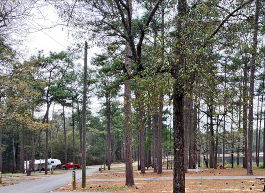 Campsite Details - Day Use Parking, Krul Campground Blackwater River ...