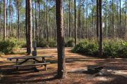 Campground Details - Tate's Hell State Forest Womack Creek Campground ...
