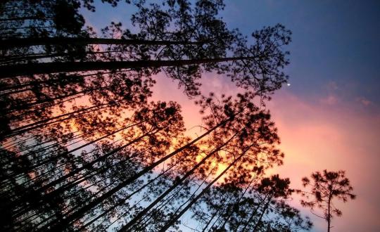 Campground Details - Cary State Forest Campground, FL - Florida State ...