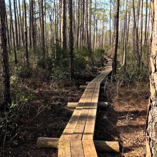 Campground Details - Tate's Hell State Forest Cash Creek Campground, FL ...